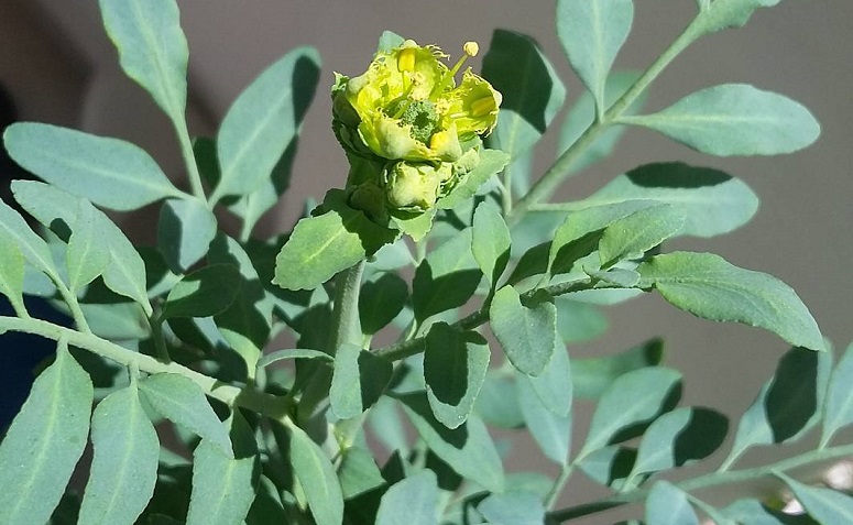 Arruda: para que serve, como cultivar e benefícios