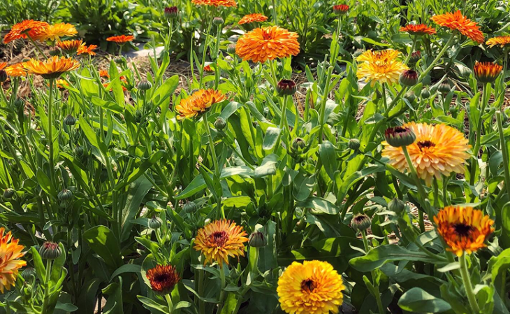 Flores comestíveis: 10 espécies para cultivar e saborear