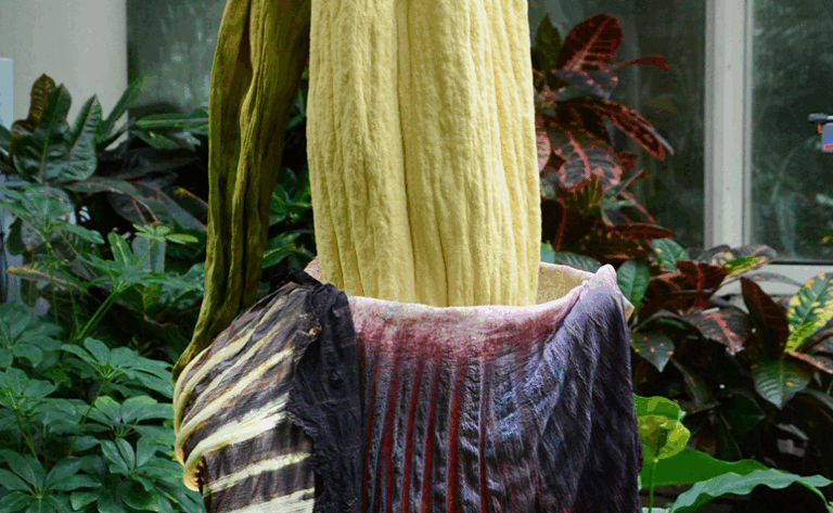 Flor-cadáver: rara, gigante e absurdamente fedida